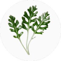 Electimuss London - Jupiter Parfum Extrait 100ml – Ascent Luxury Cosmetics