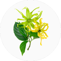 Juicy Couture - Couture Couture EDP 100ml – Ascent Luxury Cosmetics